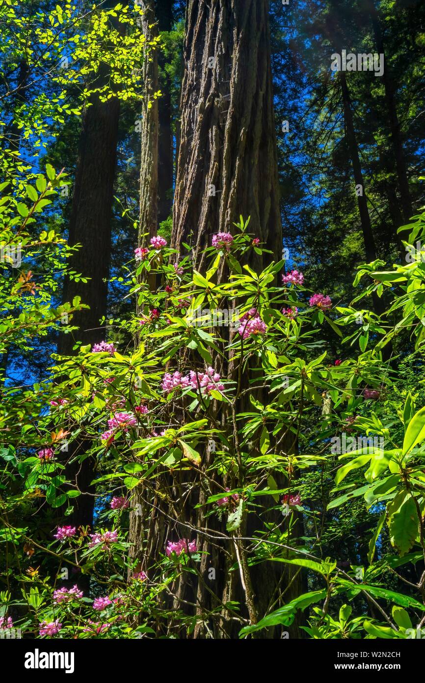 Tall green rhododendron trees hi-res stock photography and images - Alamy