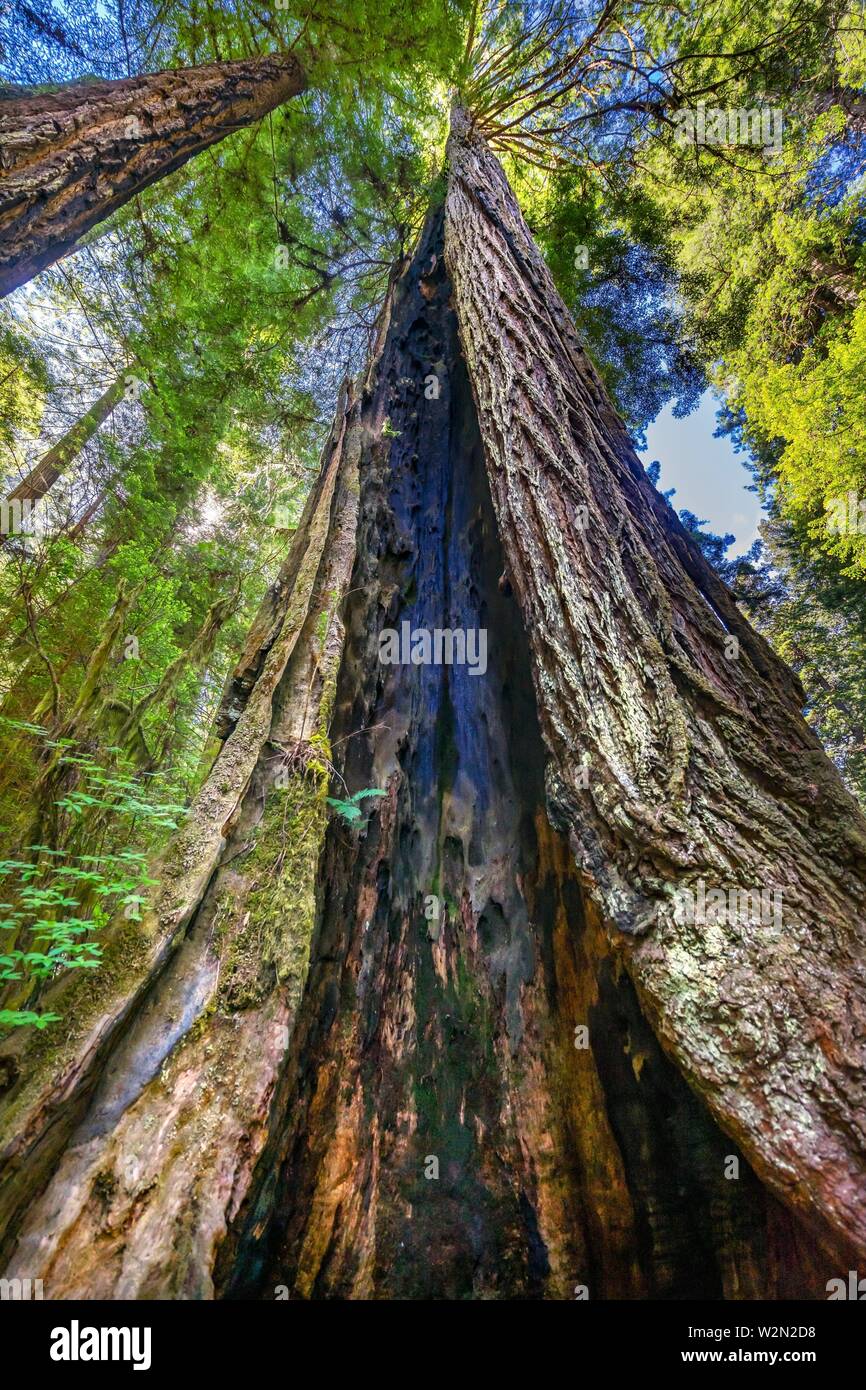 Tallest hollow tree hi-res stock photography and images - Alamy