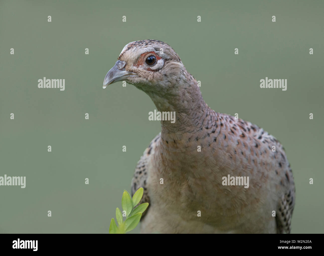 close up, portrait of Common pheasant / Ring-necked pheasant, Phasianus ...