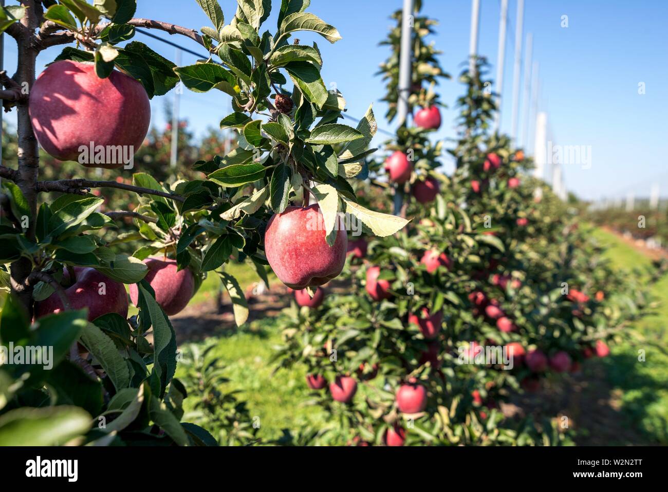 Apple harvesting hi-res stock photography and images - Alamy