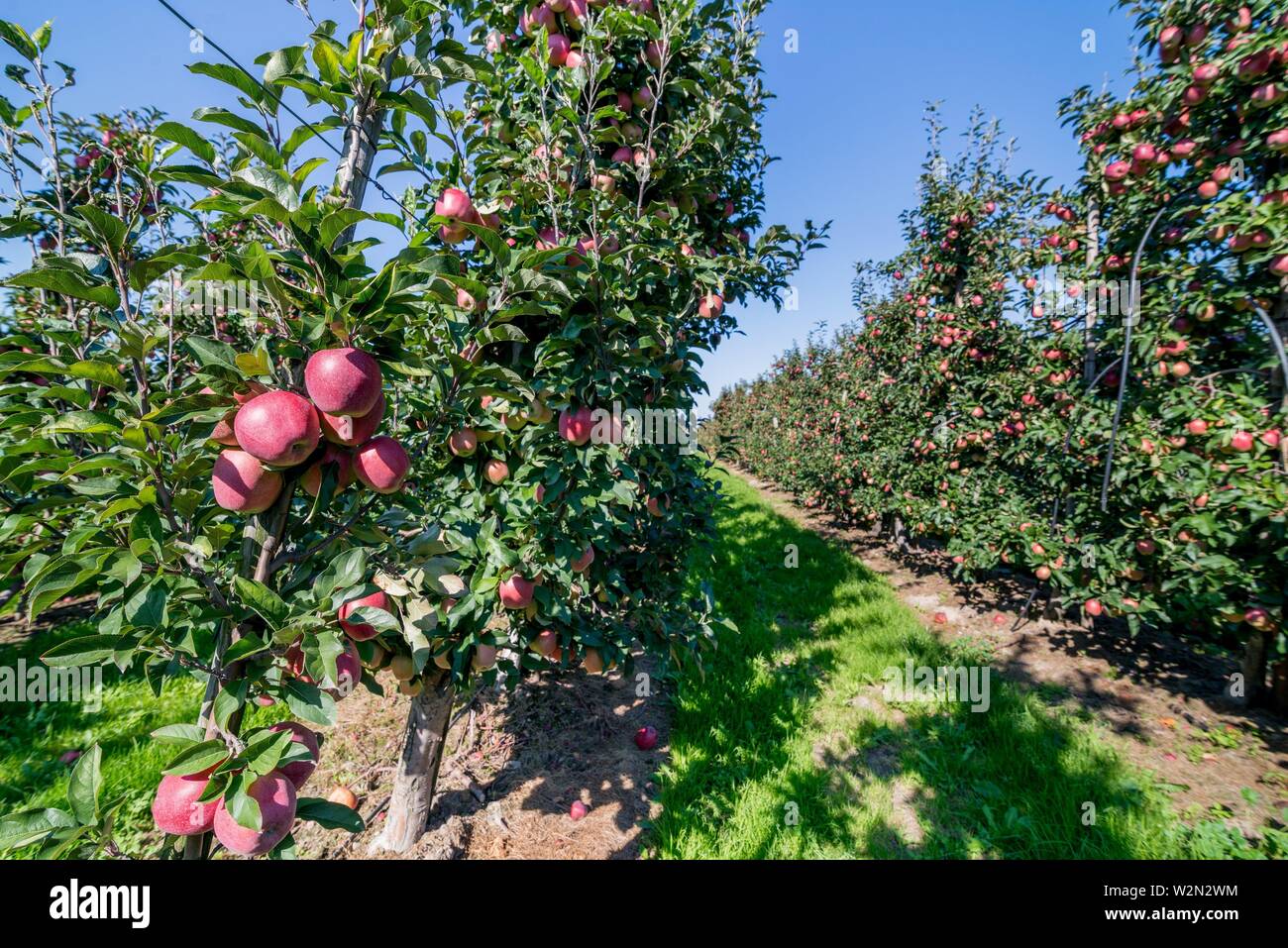 Apple Orchard High Resolution Stock Photography and Images - Alamy
