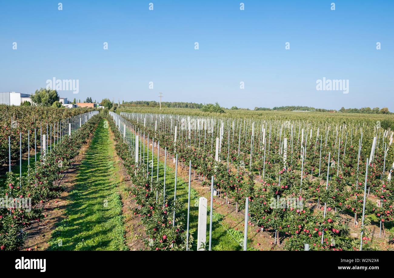Apple orchard view hi-res stock photography and images - Alamy