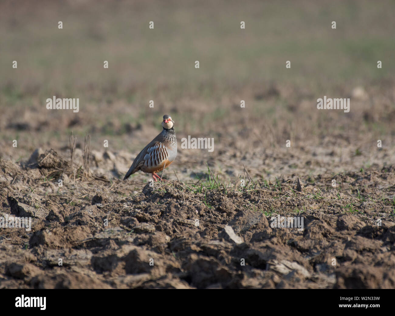 Red legged partridges uk hi-res stock photography and images - Alamy