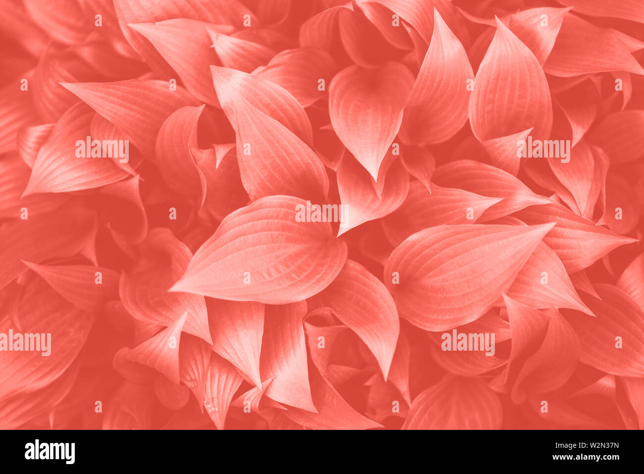 Nature concept. Top view. Green leaves texture in trendy coral color ...