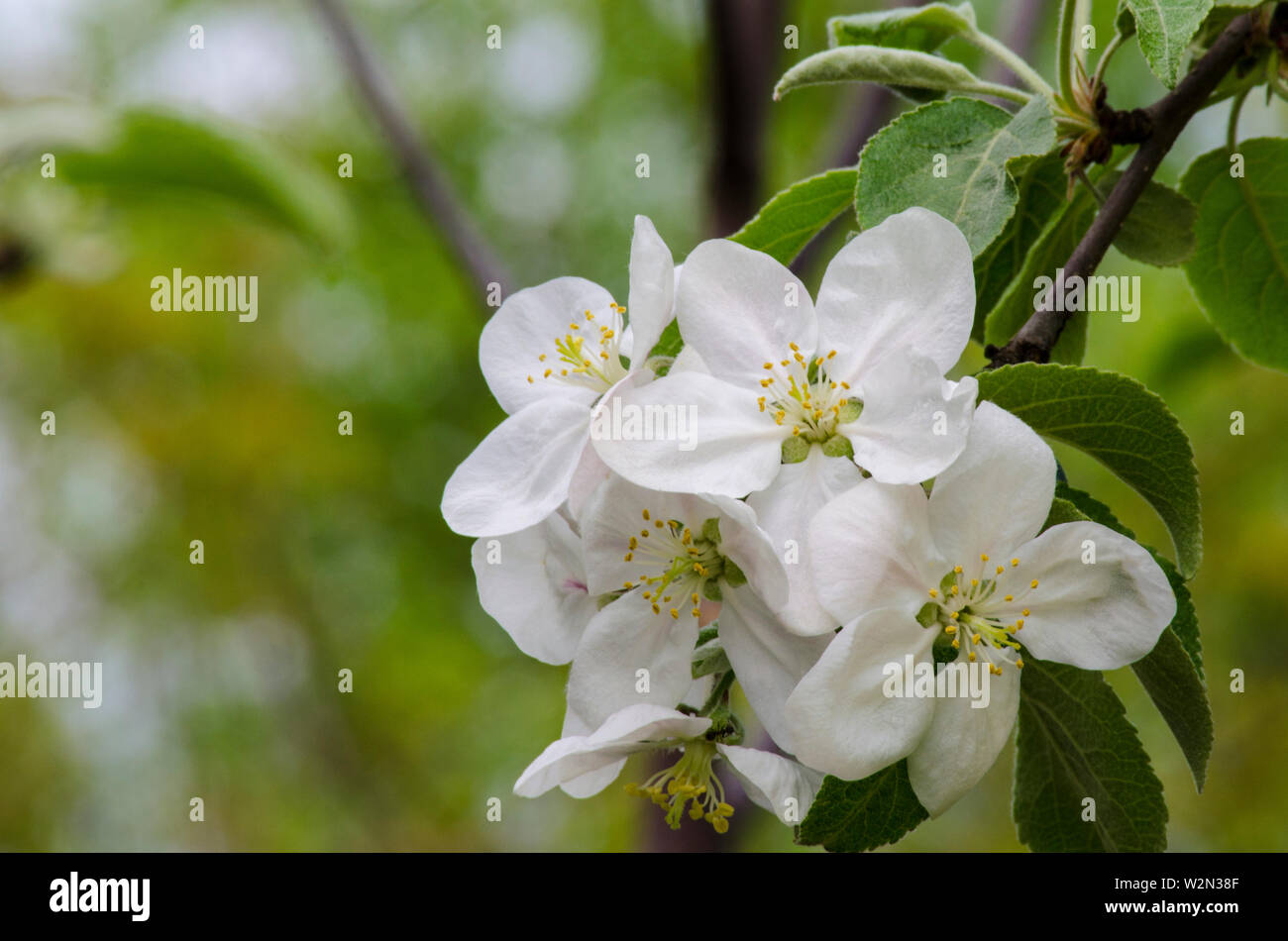 Flowering apple tree closeup Stock Photo - Alamy
