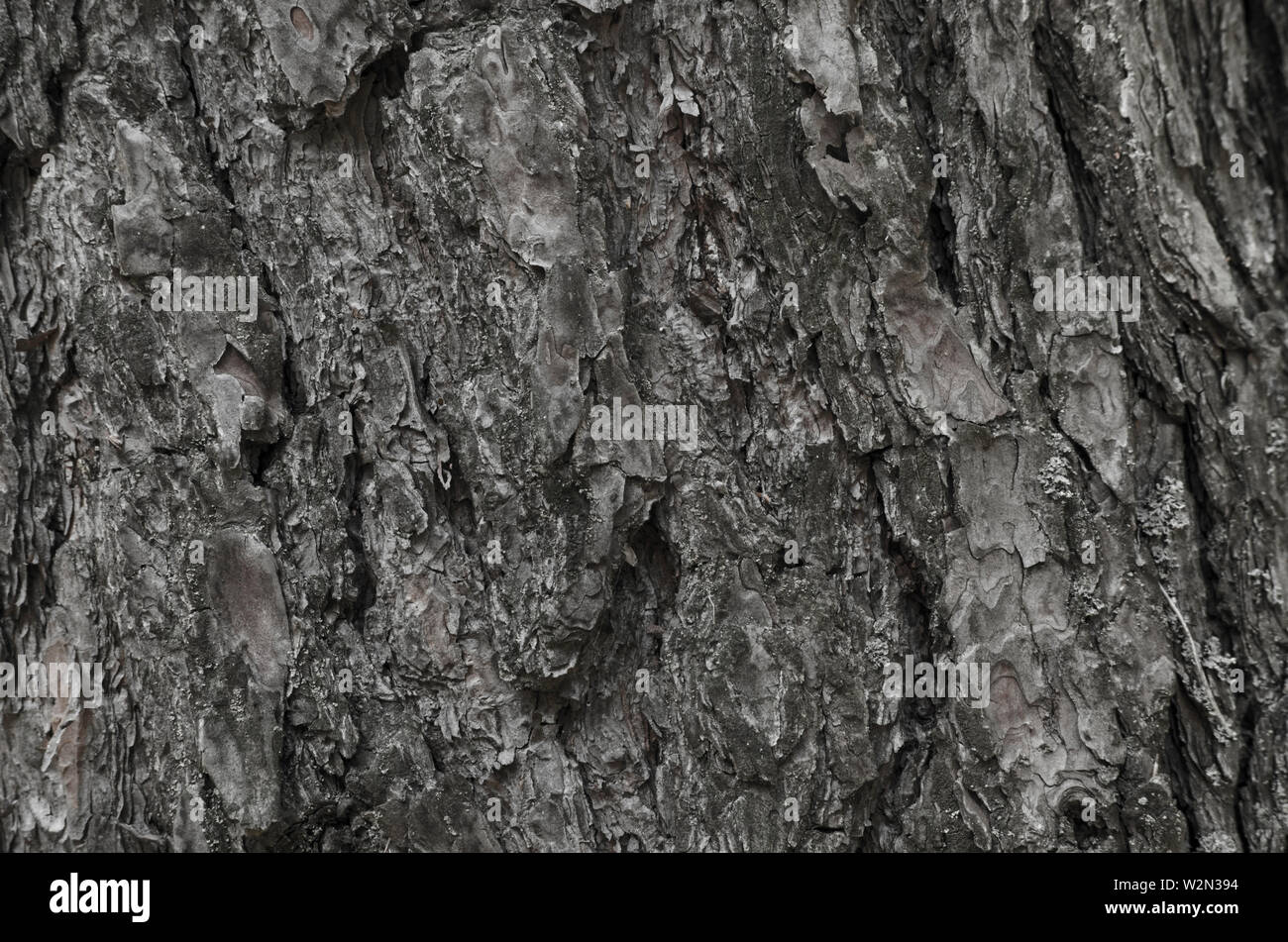 wood bark texture Stock Photo - Alamy