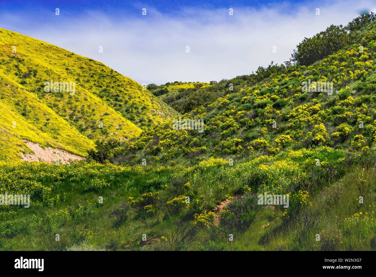 Wildflowers superbloom hi-res stock photography and images - Alamy