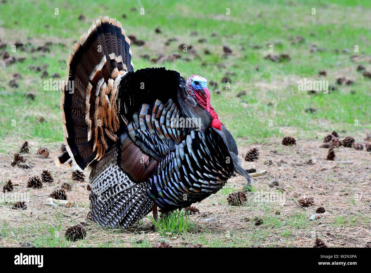 United states turkey hi-res stock photography and images - Alamy
