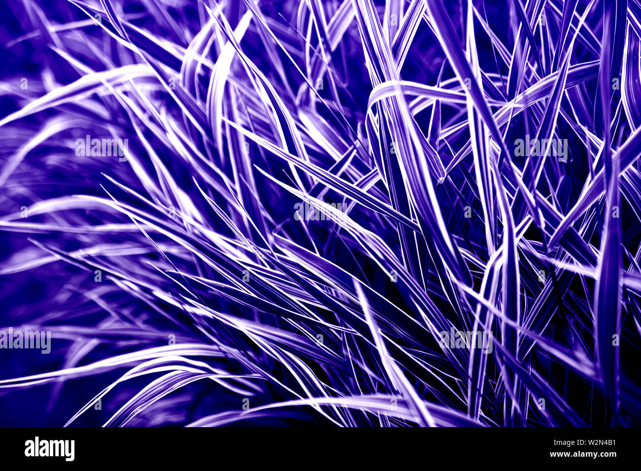 Proton purple colored creative abstract grass plants natural background ...