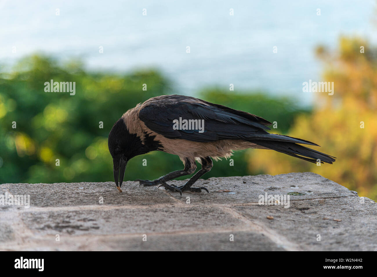 Seed crow hi-res stock photography and images - Alamy