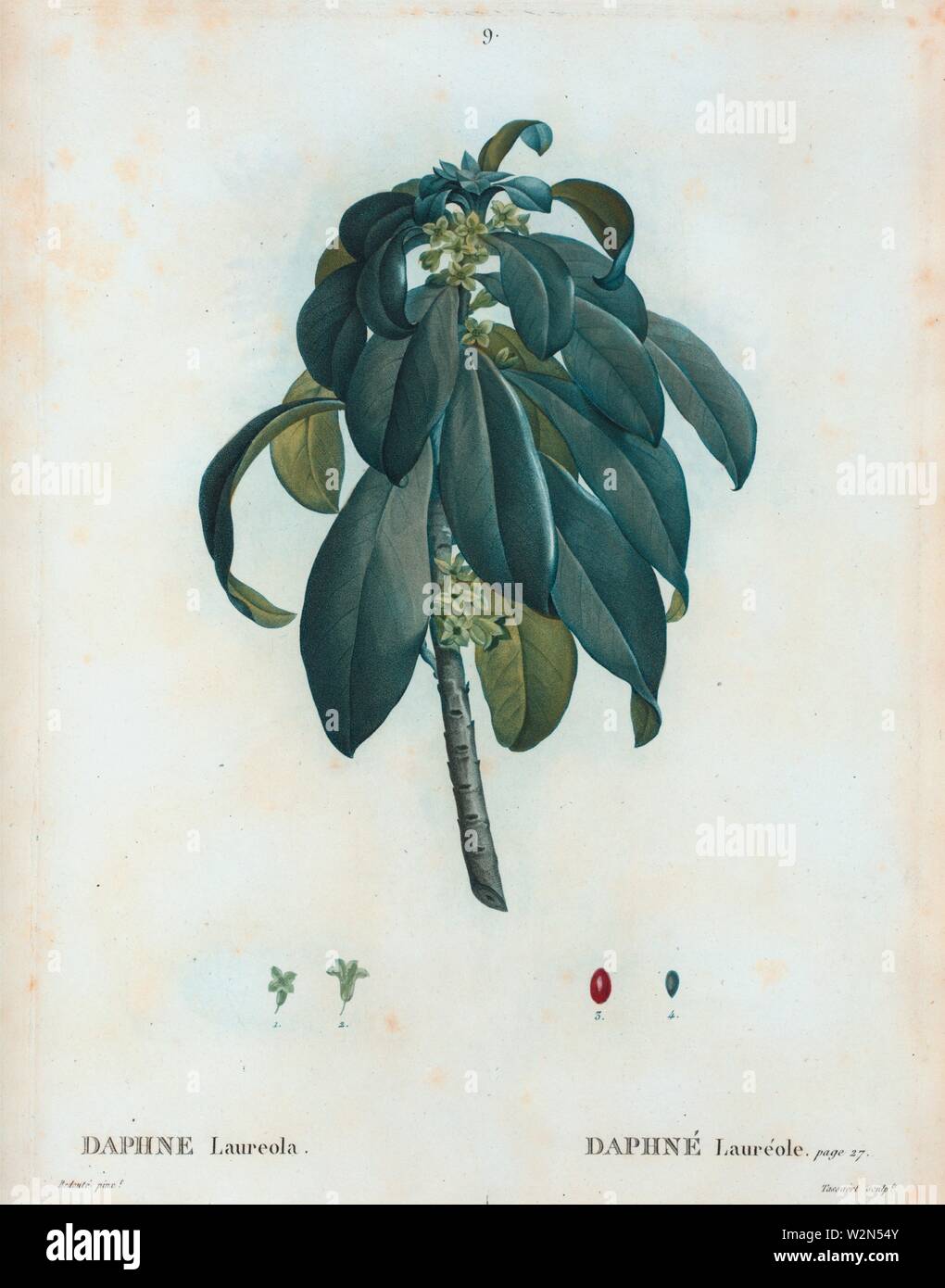 Spurge laurel botanical illustration hi-res stock photography and ...