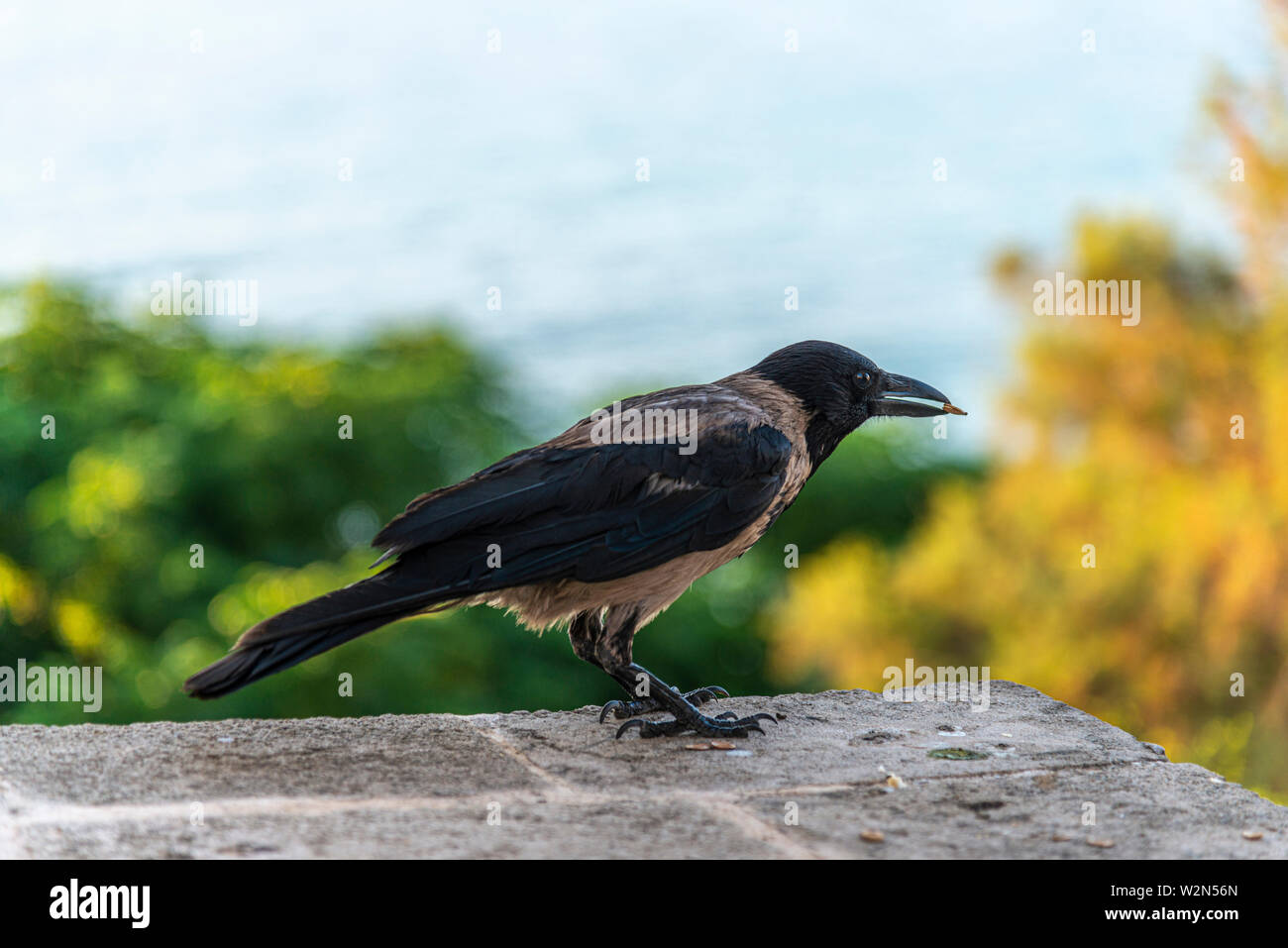 Crow eating small seed on a wall Stock Photo - Alamy
