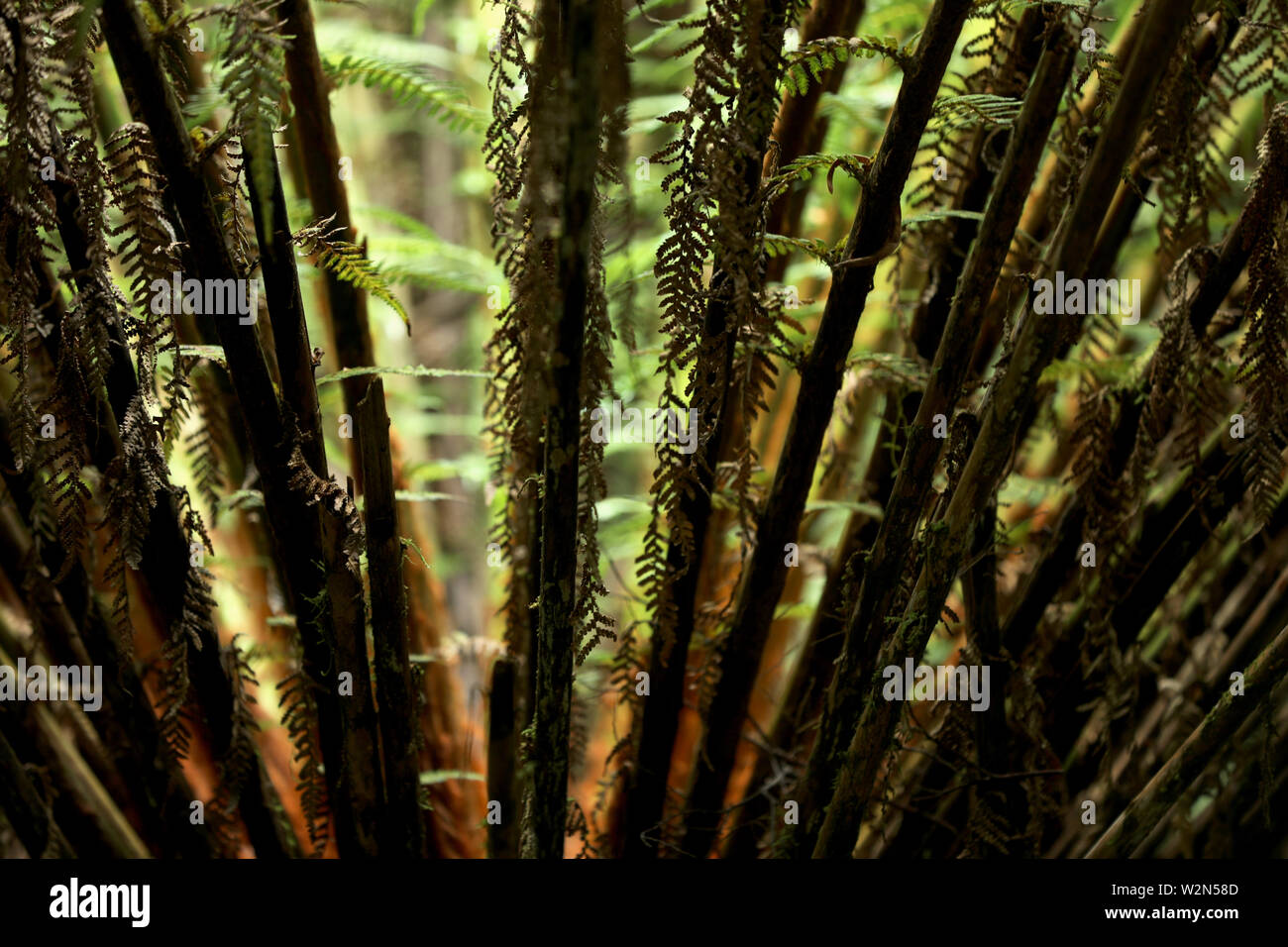 Fern or fern leaf in Australia Stock Photo - Alamy
