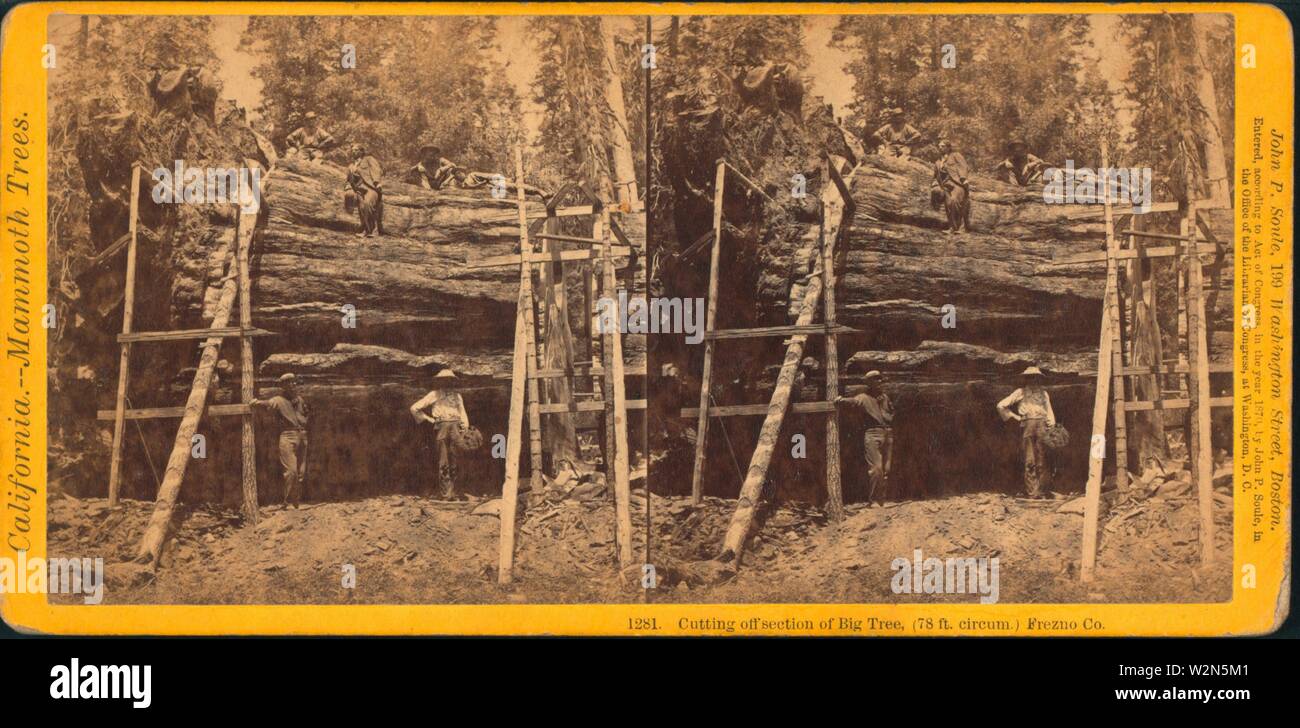 Mammoth trees section hi-res stock photography and images - Alamy