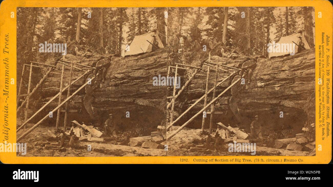 Mammoth trees section hi-res stock photography and images - Alamy