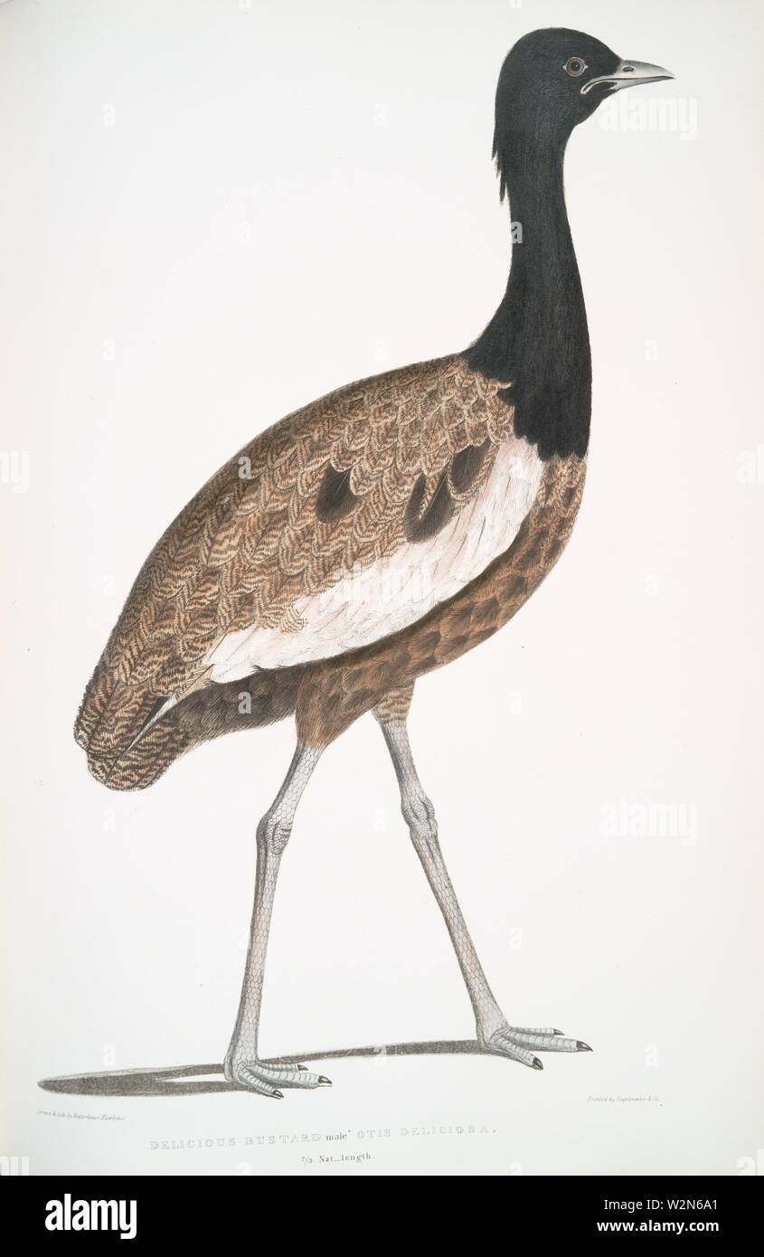 Great indian bustard hi-res stock photography and images - Alamy