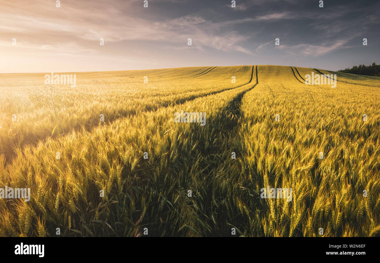 Grain landscape hi-res stock photography and images - Alamy