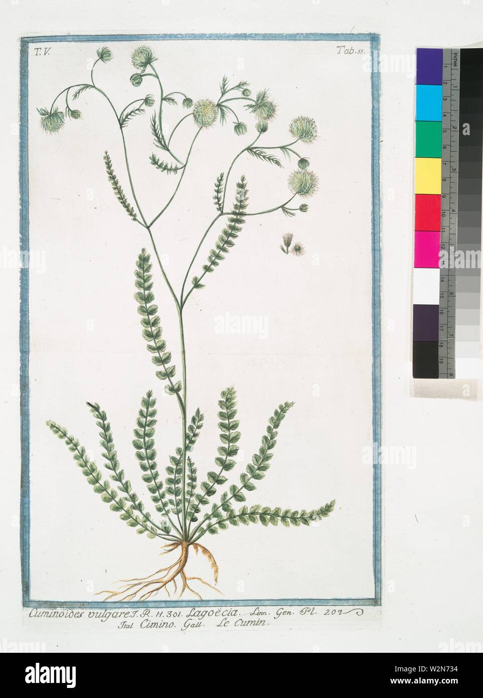 Cuminoides hi-res stock photography and images - Alamy