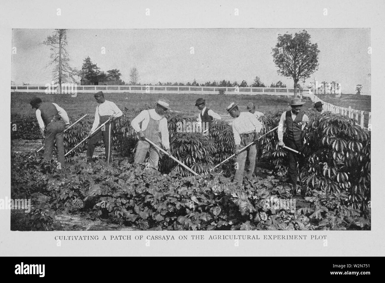 Tuskegee Experiment Stock Photos & Tuskegee Experiment Stock Images - Alamy