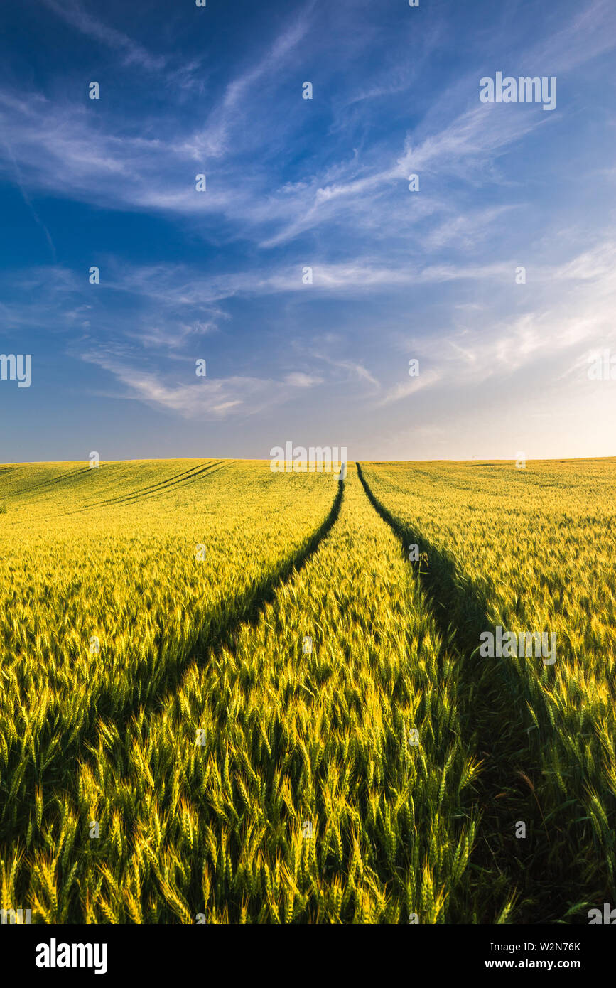 Field path at sunset in summer hi-res stock photography and images - Alamy