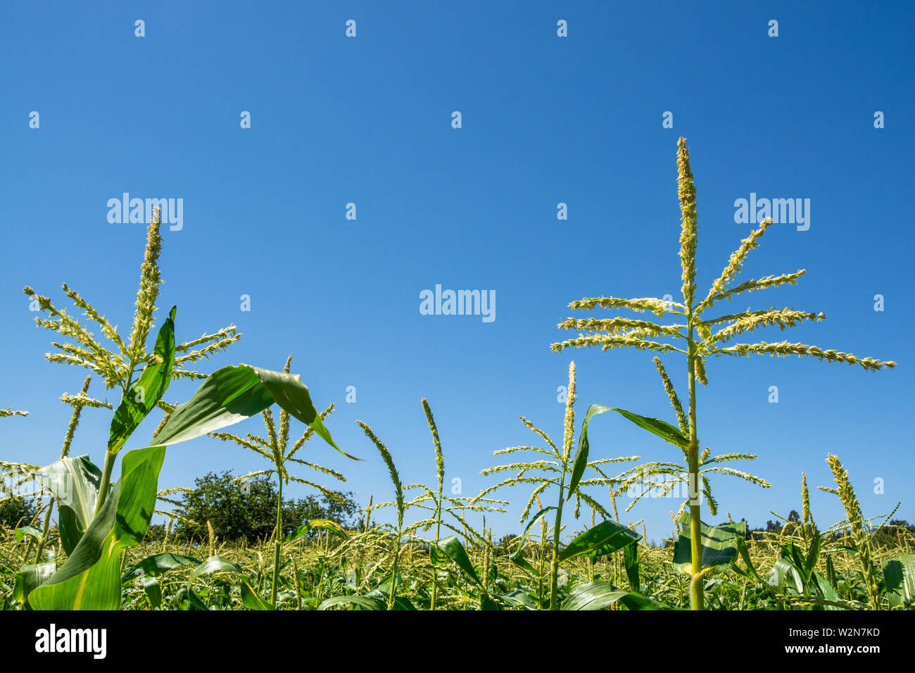 Sweet corn plants blooming against clear blue sky stock Stock Photo - Alamy