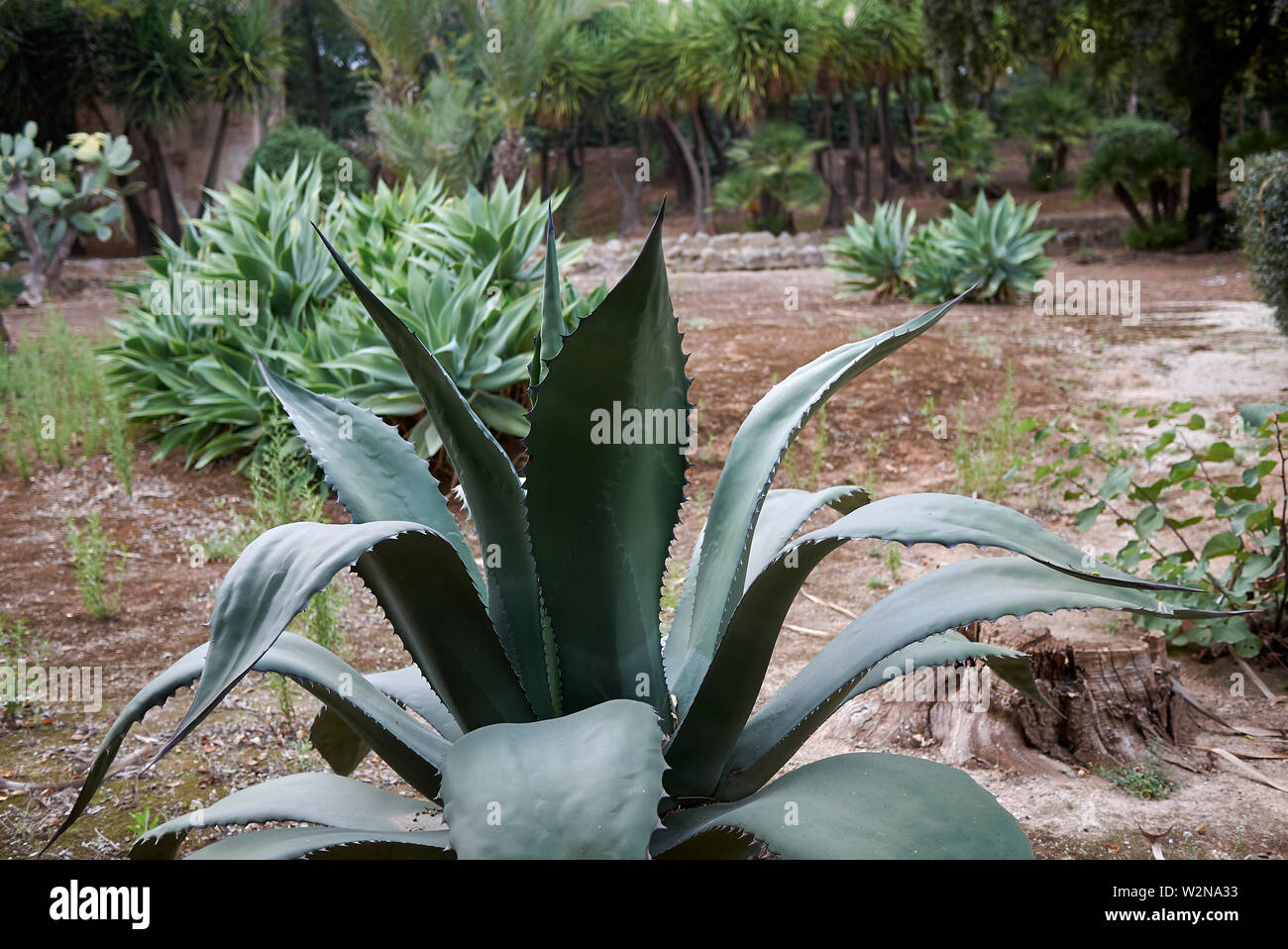 Agave salmiana plants in an ornamental garden Stock Photo - Alamy