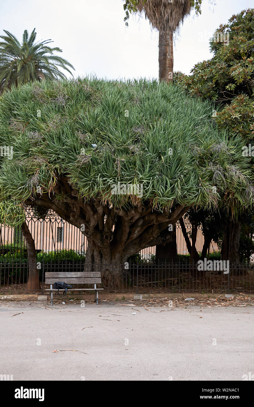 Dracaena Draco tree in Palermo Stock Photo - Alamy