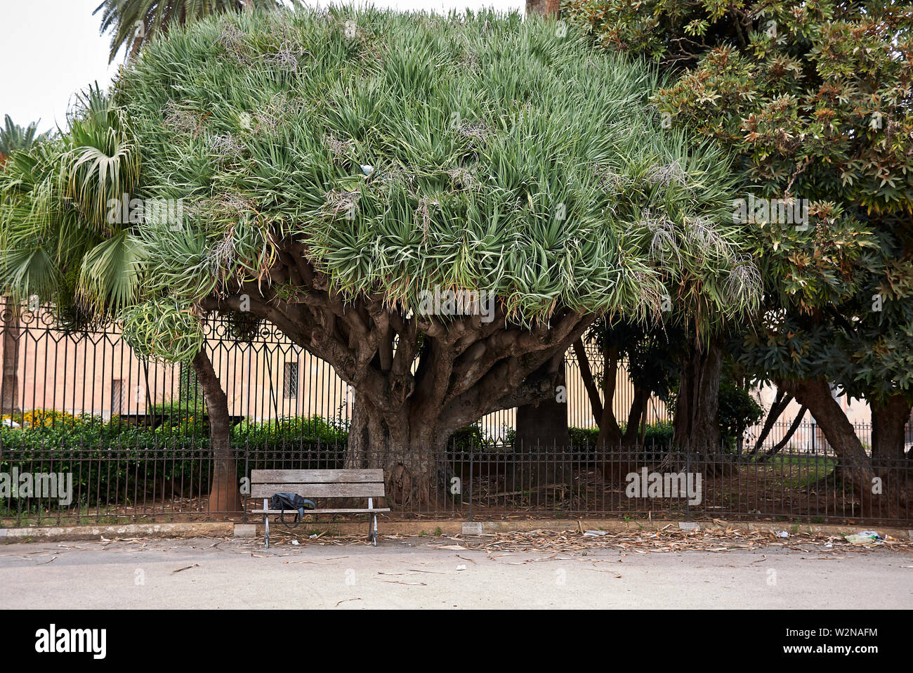Dracaena Draco tree in Palermo Stock Photo - Alamy