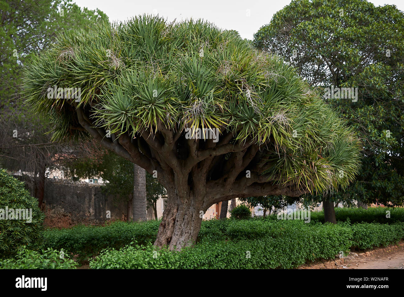 Dracaena Draco tree in Palermo Stock Photo - Alamy