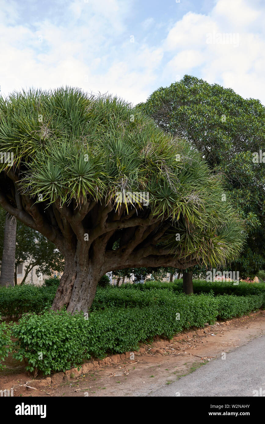 Dracaena Draco tree in Palermo Stock Photo - Alamy