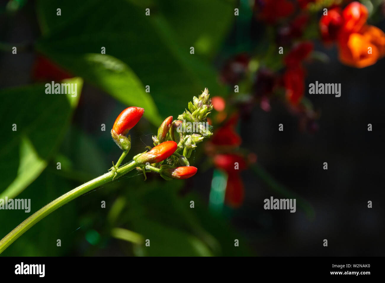 Runner beans blossom hi-res stock photography and images - Alamy
