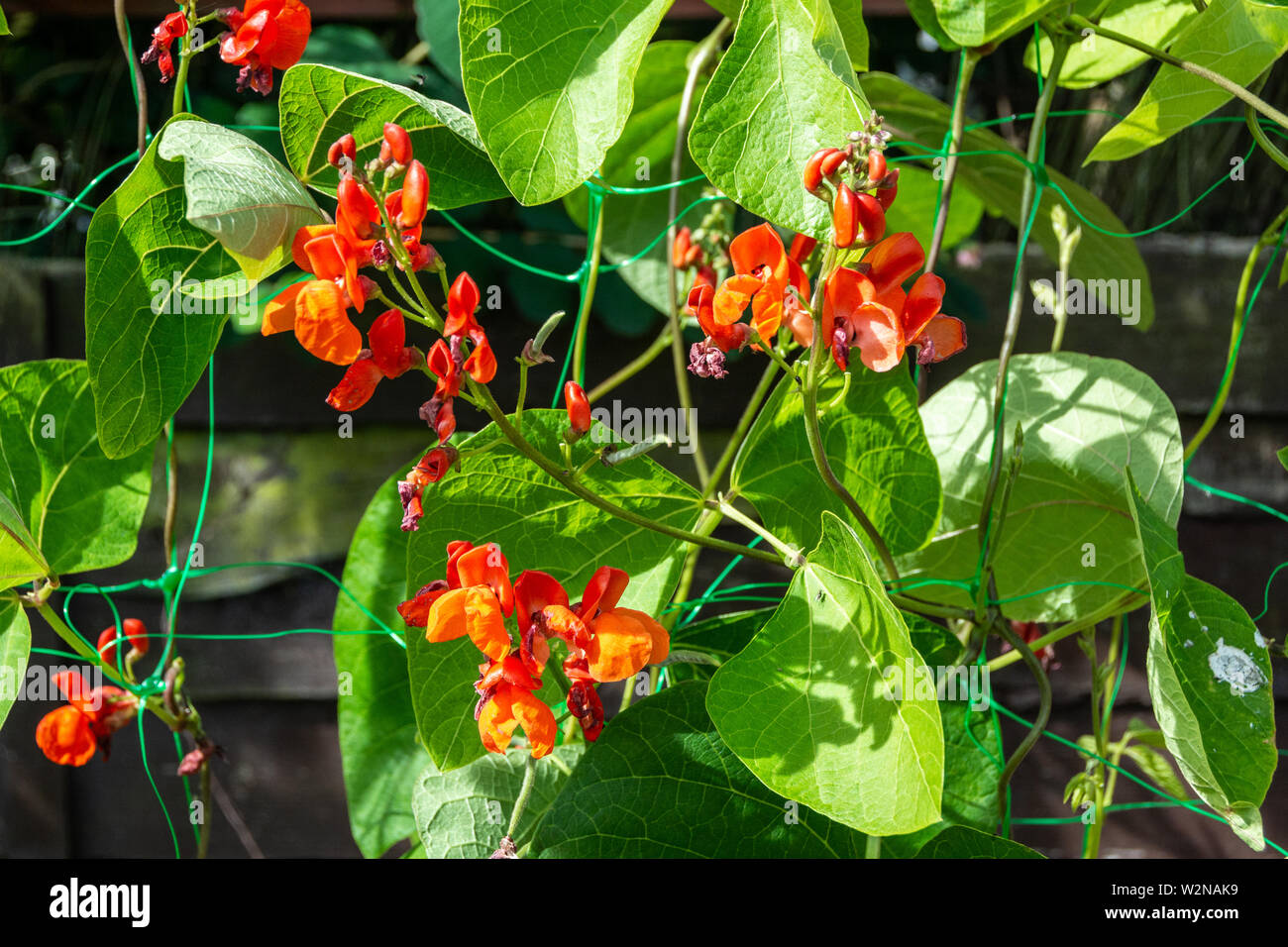 Runner beans blossom hi-res stock photography and images - Alamy