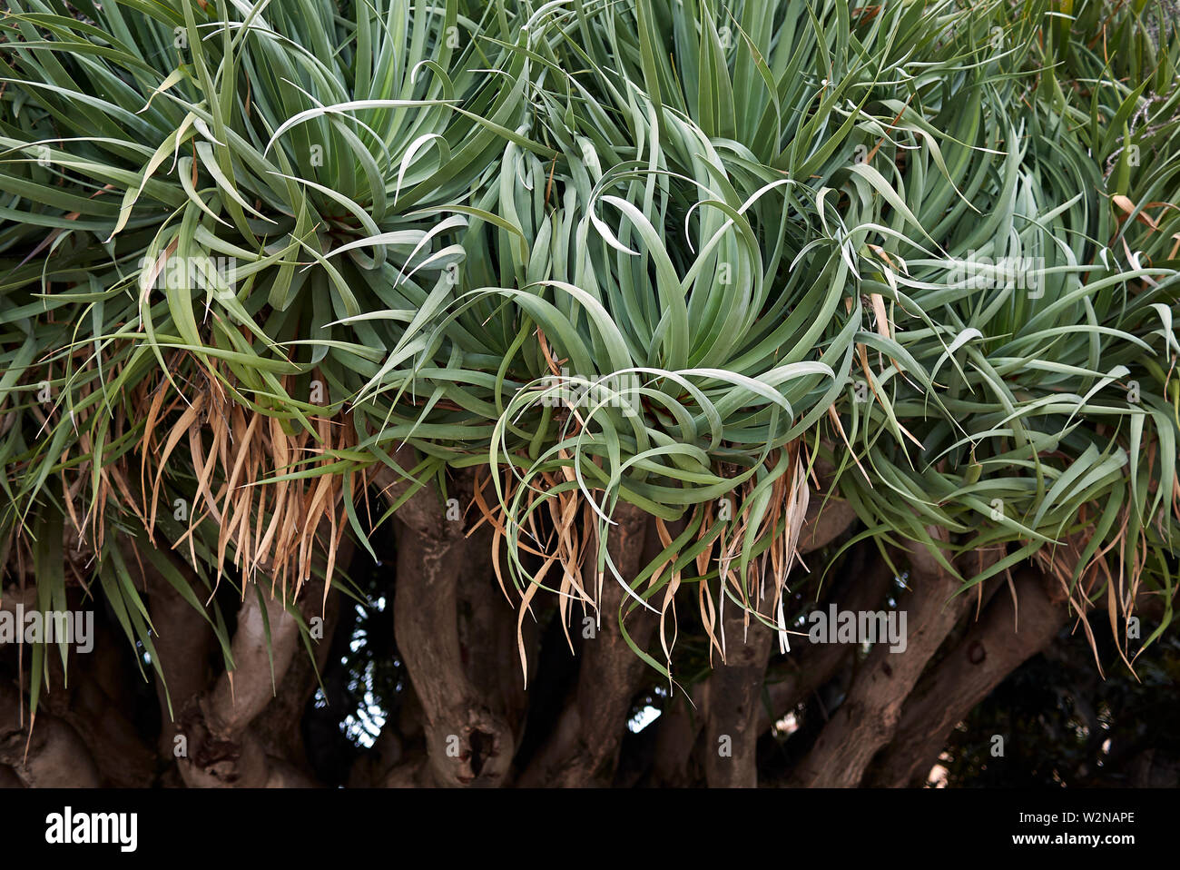 Dracaena draco fruit hi-res stock photography and images - Alamy