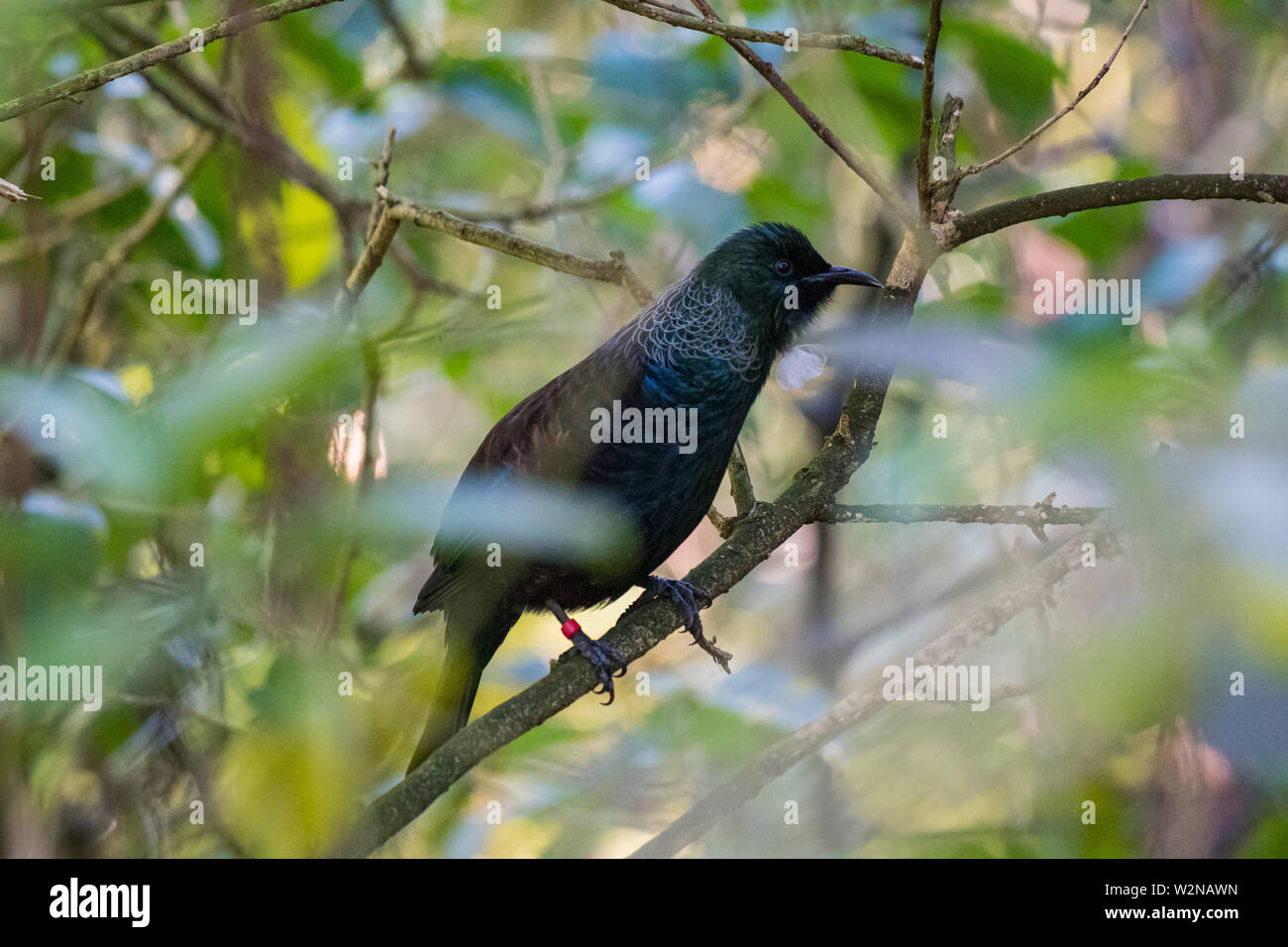 Tui in a tree Stock Photo - Alamy
