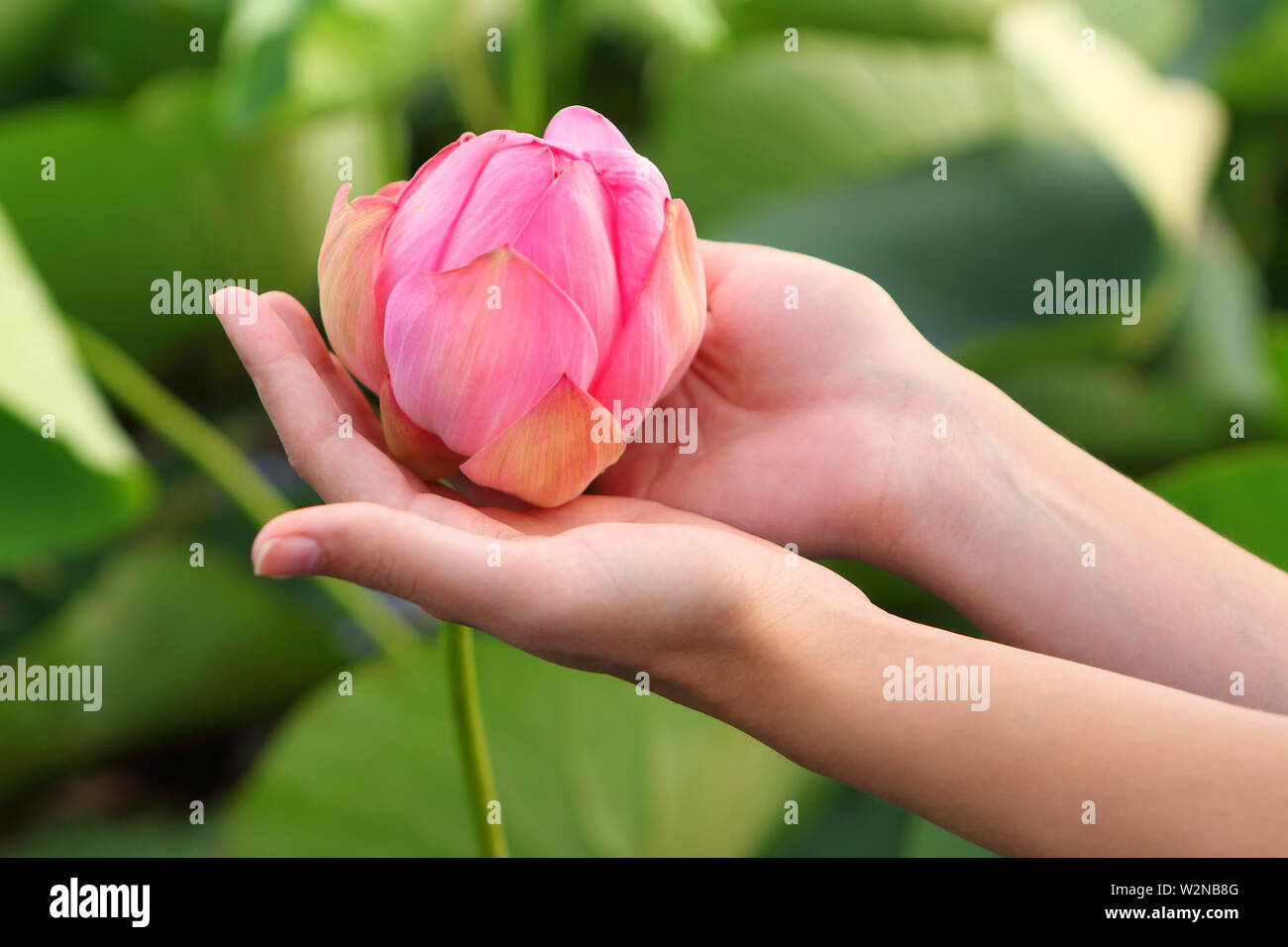 Female hands holding lotus flower Stock Photo - Alamy