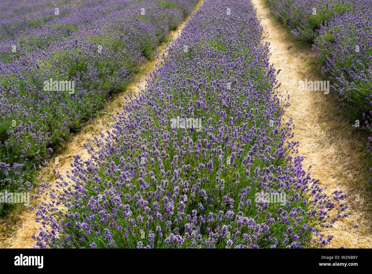 Roll of blooming lavender bushes in a farm seen on sunny day - 1 Stock ...
