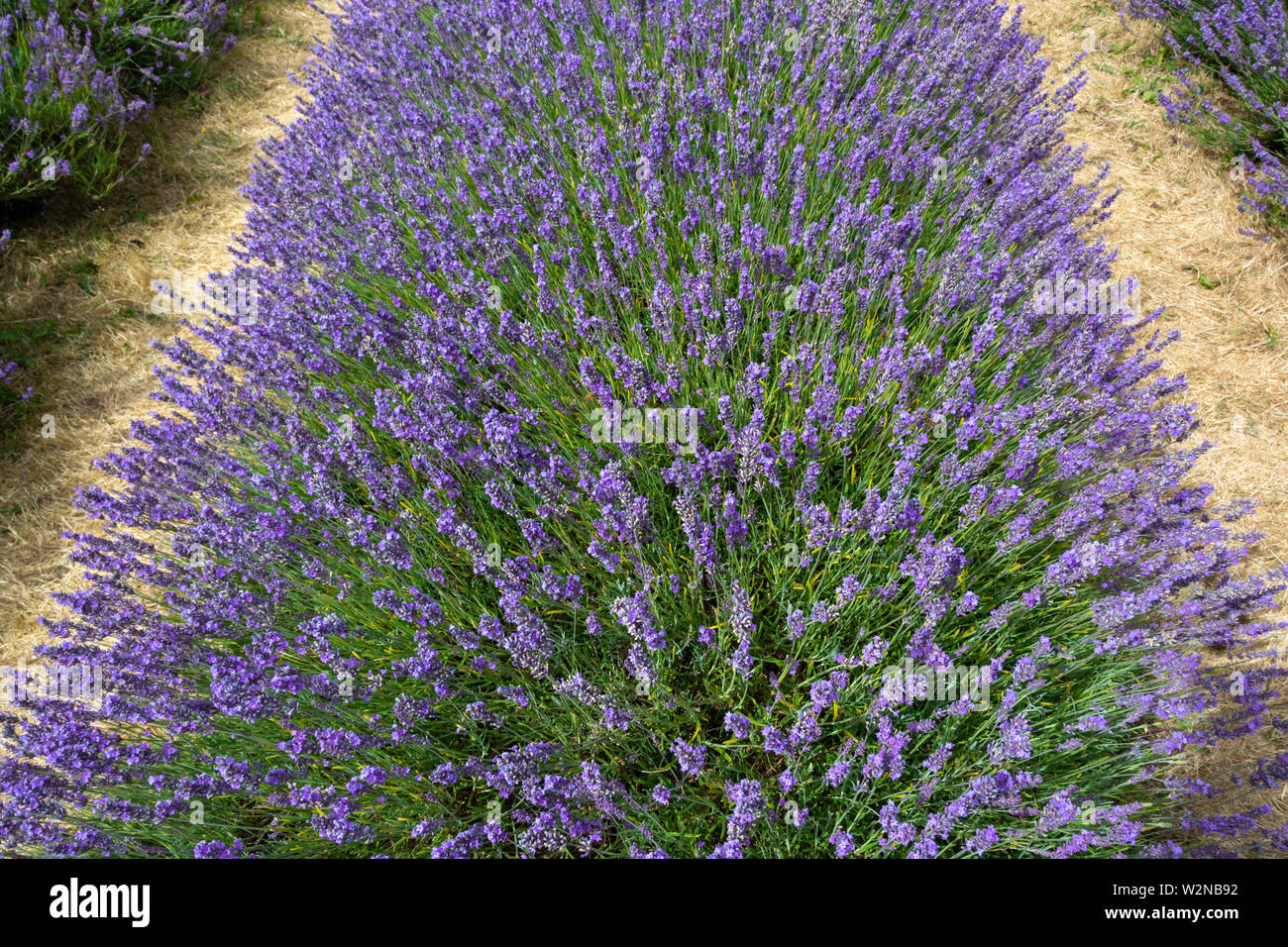 Roll of blooming lavender bushes in a farm seen on sunny day - 2 Stock ...