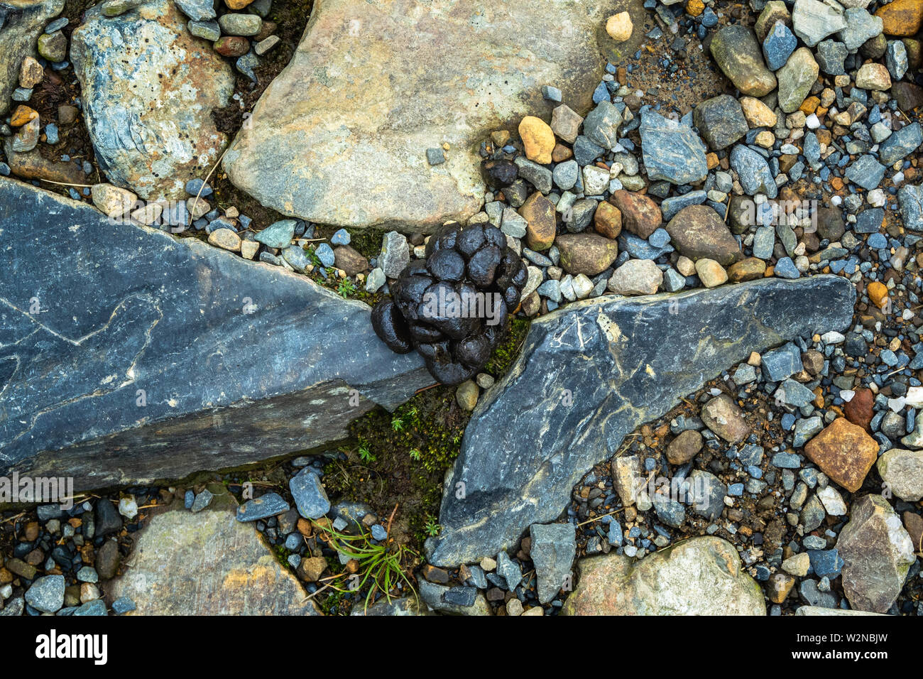 Sheep droppings hi-res stock photography and images - Alamy