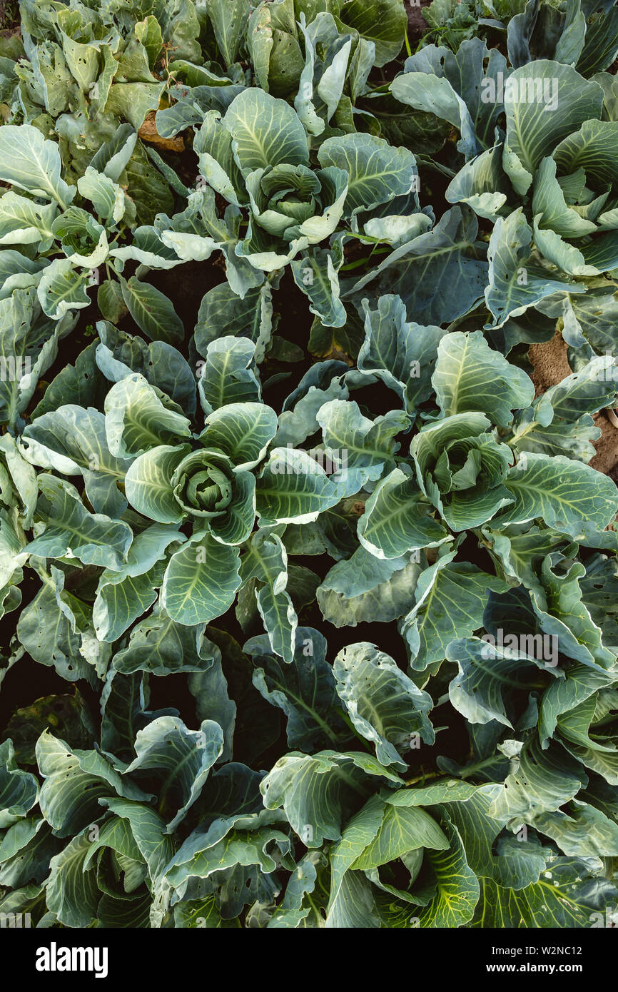 Top view of green plants, cabbagehead as a pattern. Concept of farming ...
