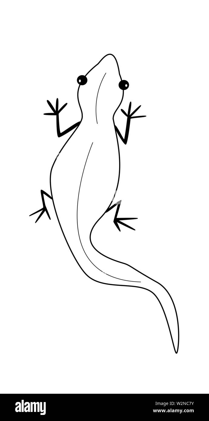 Lizard outline black vector on white isolate Stock Vector Image & Art ...