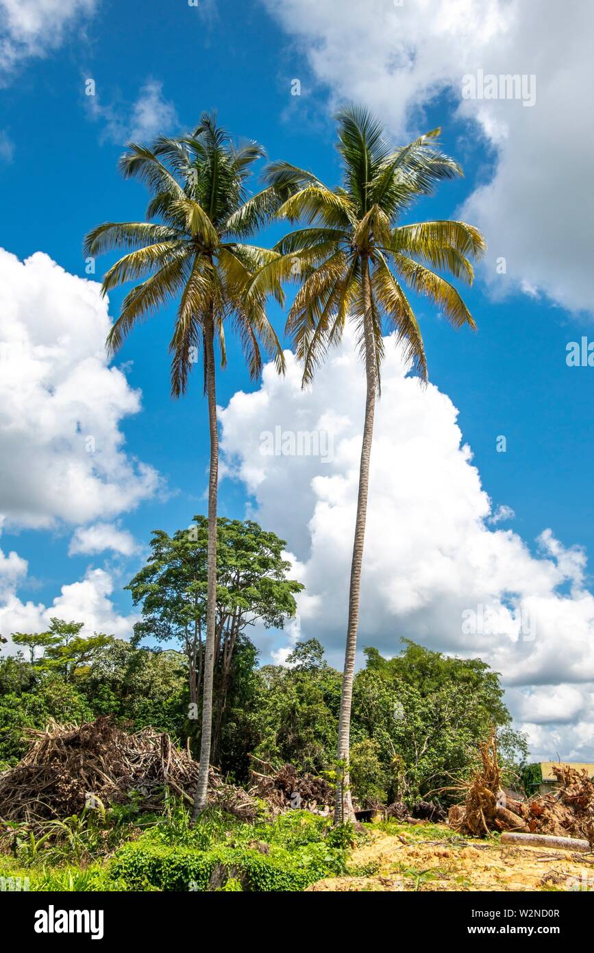 Two coconut tree hi-res stock photography and images - Alamy