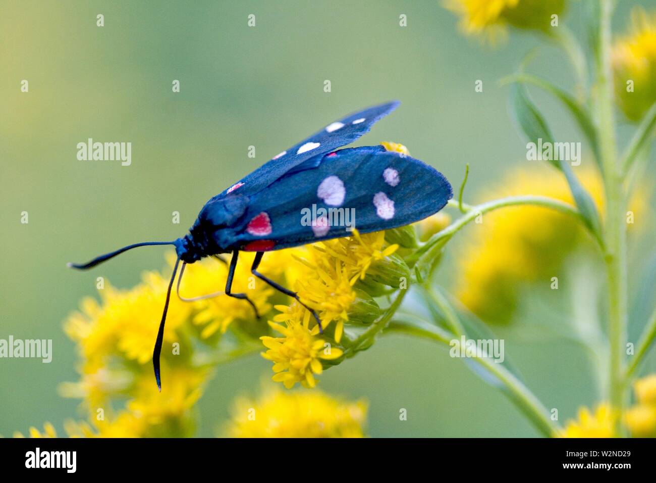 Black moth with white spots hi-res stock photography and images - Alamy
