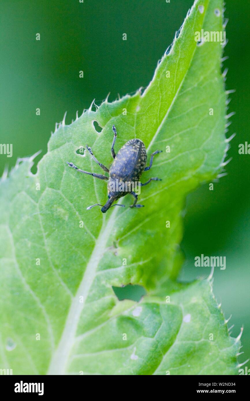 Long snout weevil hi-res stock photography and images - Alamy