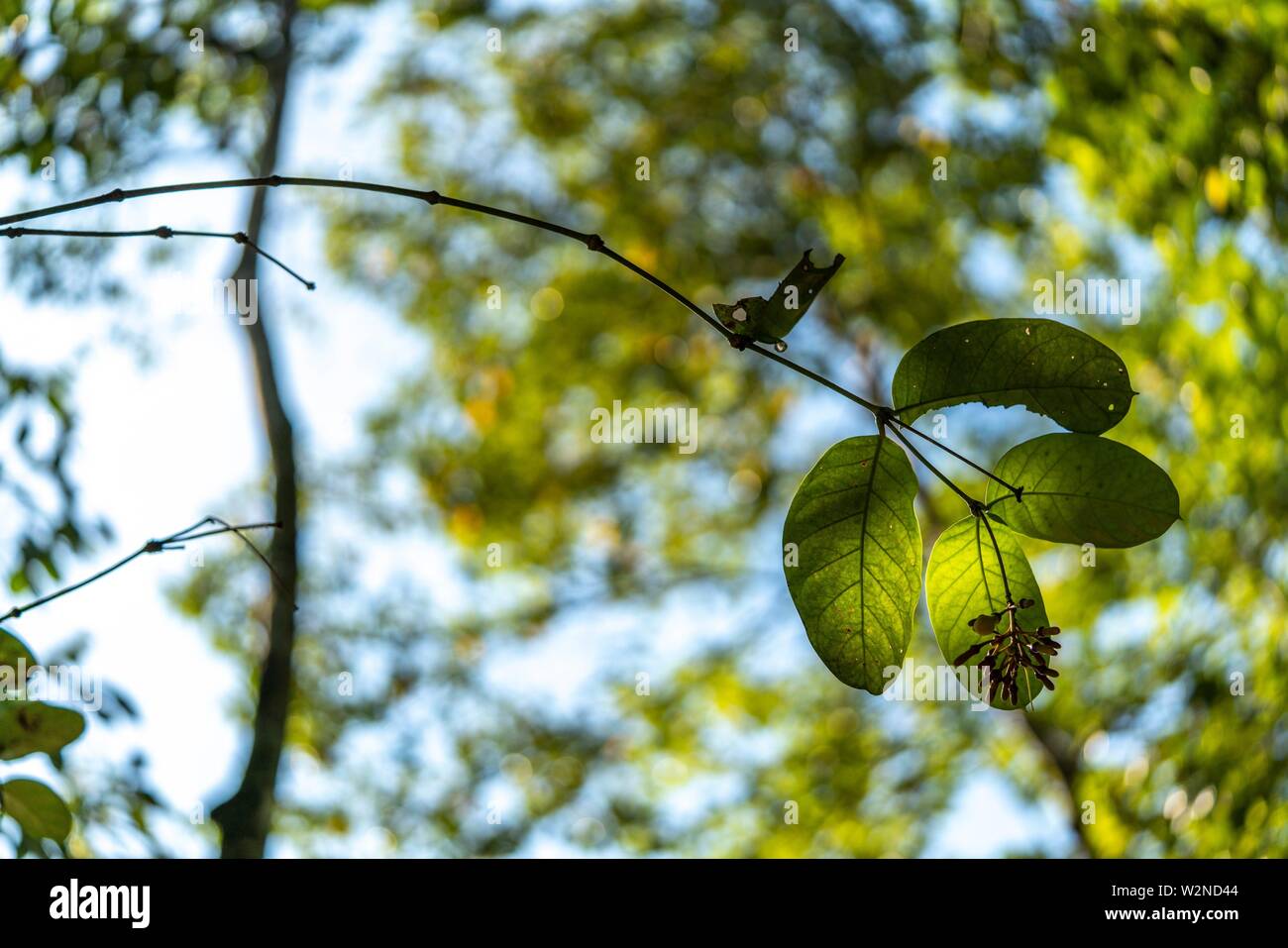 Back lit tree hi-res stock photography and images - Alamy