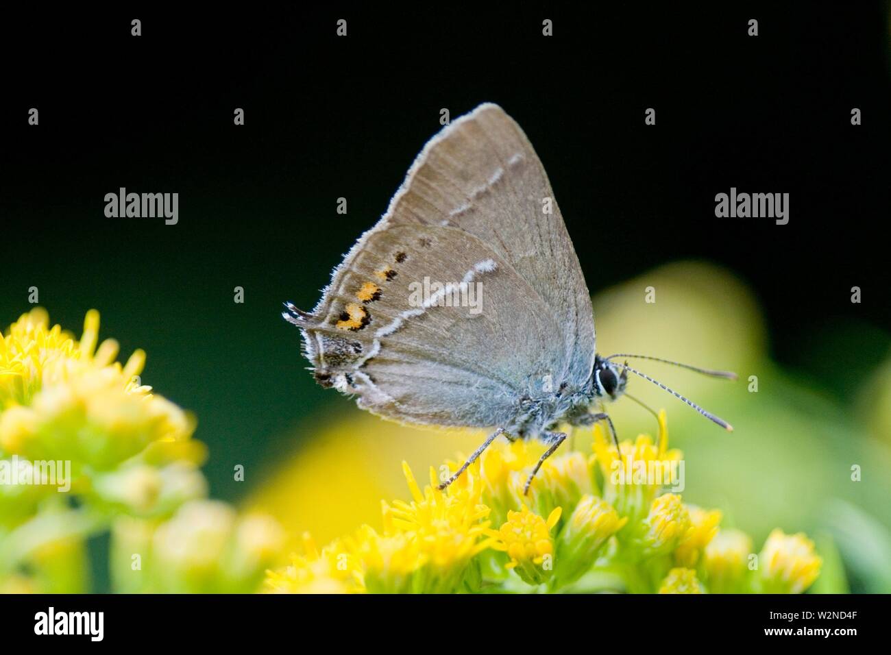 Blue butterfly moth hi-res stock photography and images - Alamy