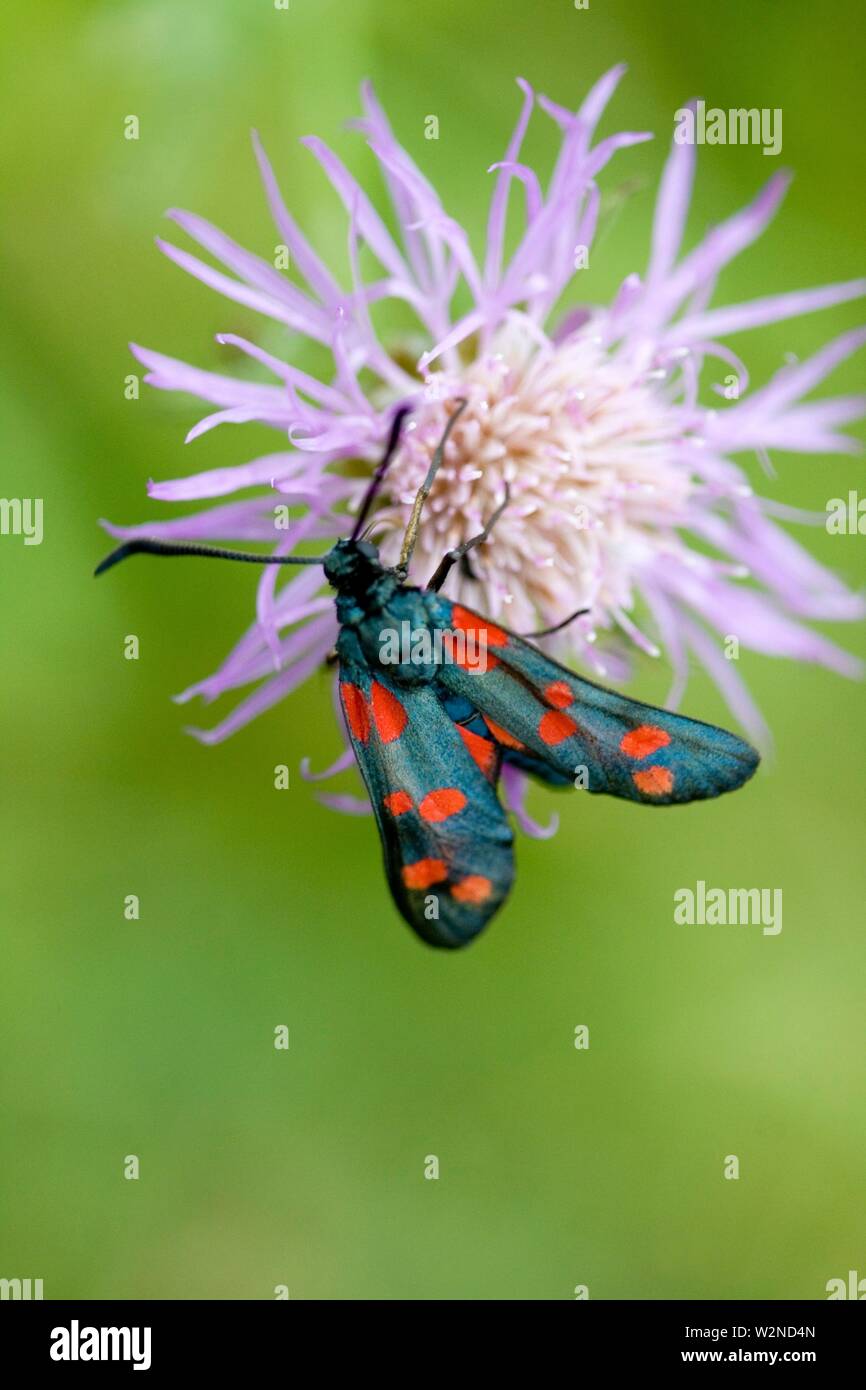 The wingspan is 40 mm hi-res stock photography and images - Alamy