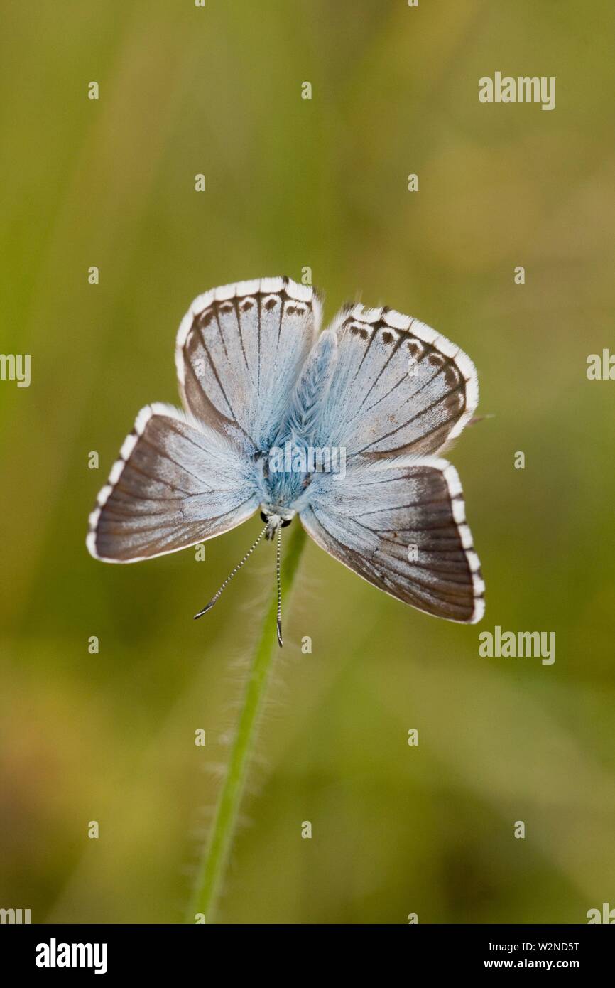 Chalk hill blue butterfly hi-res stock photography and images - Alamy