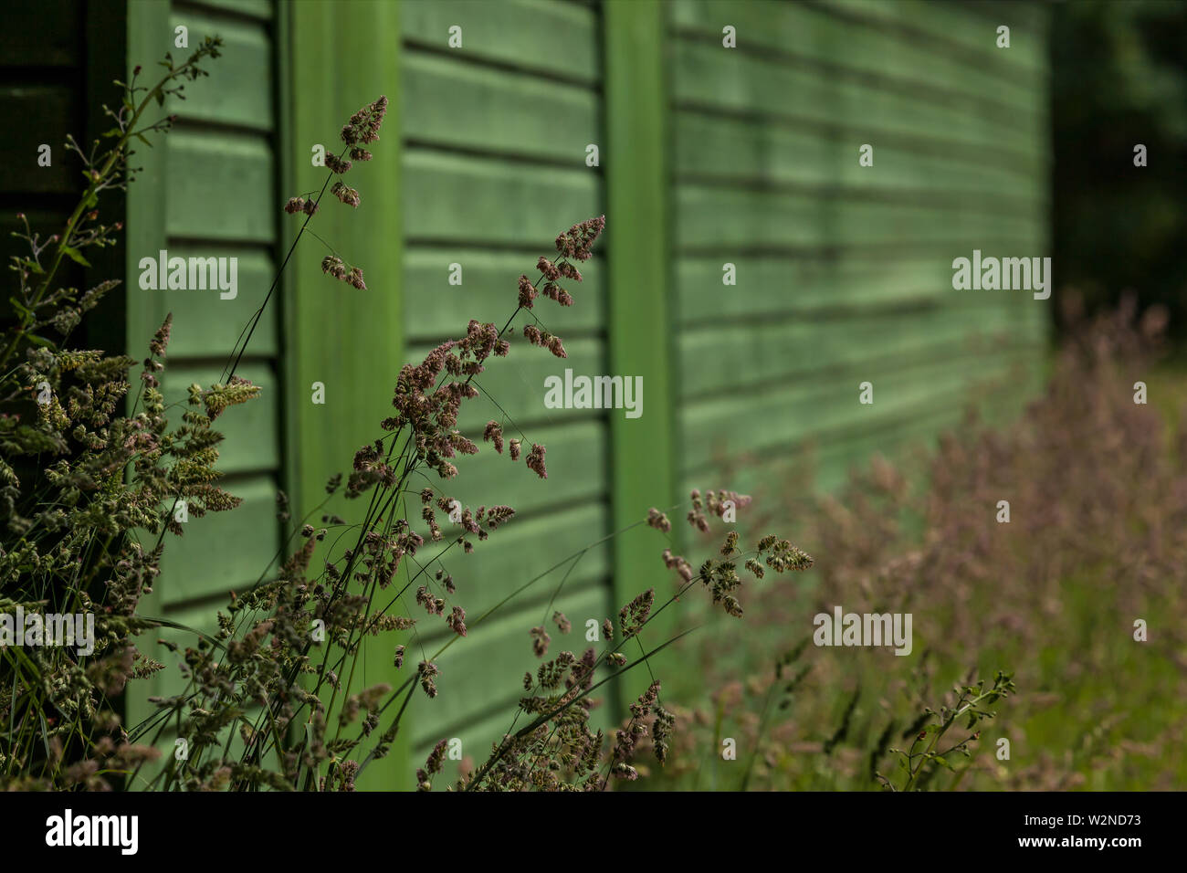 Flowering grass in front of green fence Stock Photo - Alamy