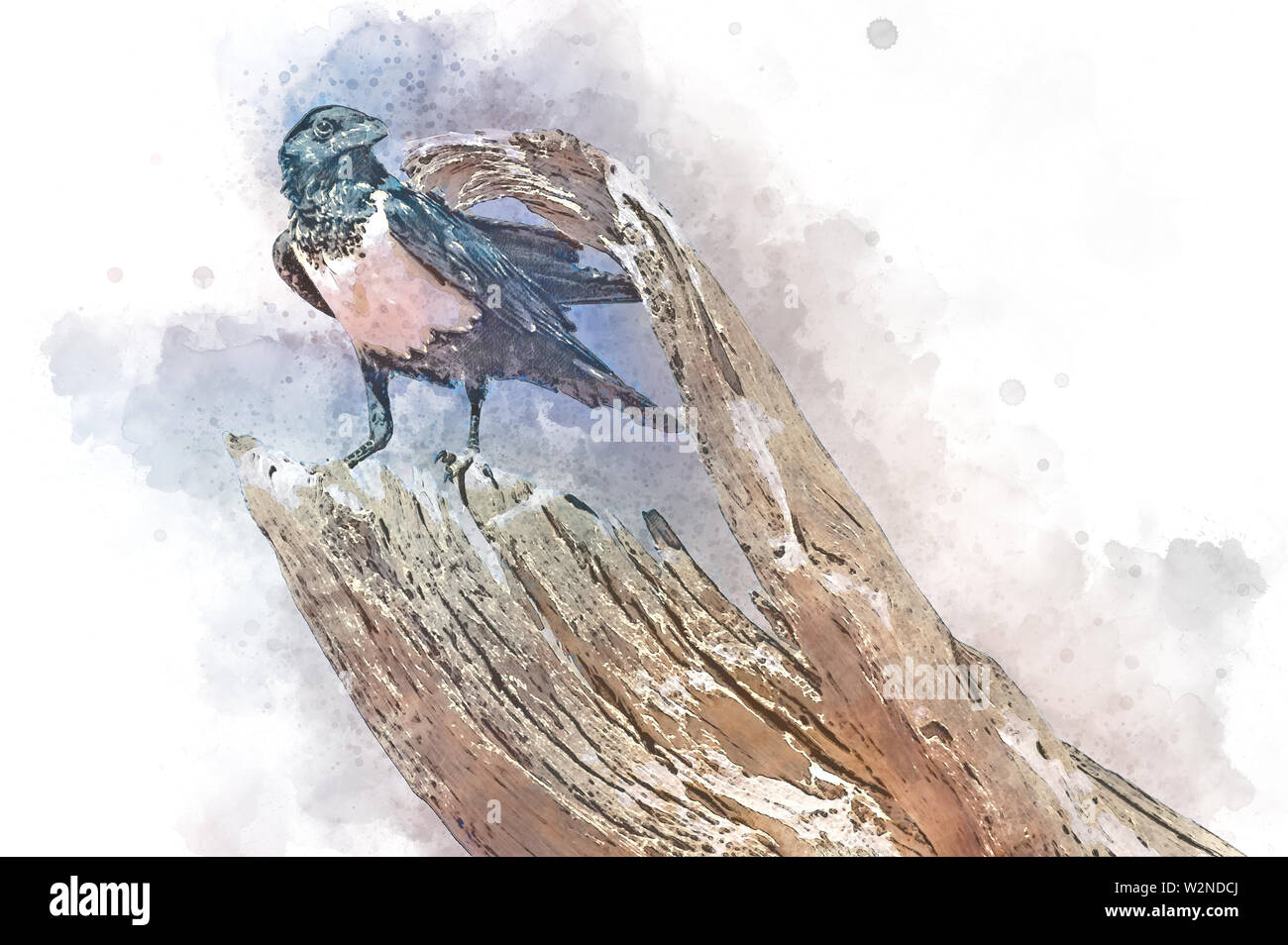 Raven tree insects hi-res stock photography and images - Alamy