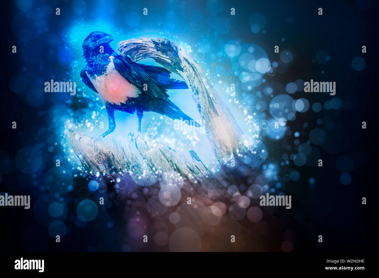 Raven tree insects hi-res stock photography and images - Alamy